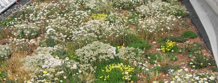 Green Roof for London Underground - The Urban Greening Company