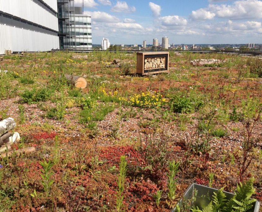 Re-greening in the UK: Progress Being Made Say Greenpeace