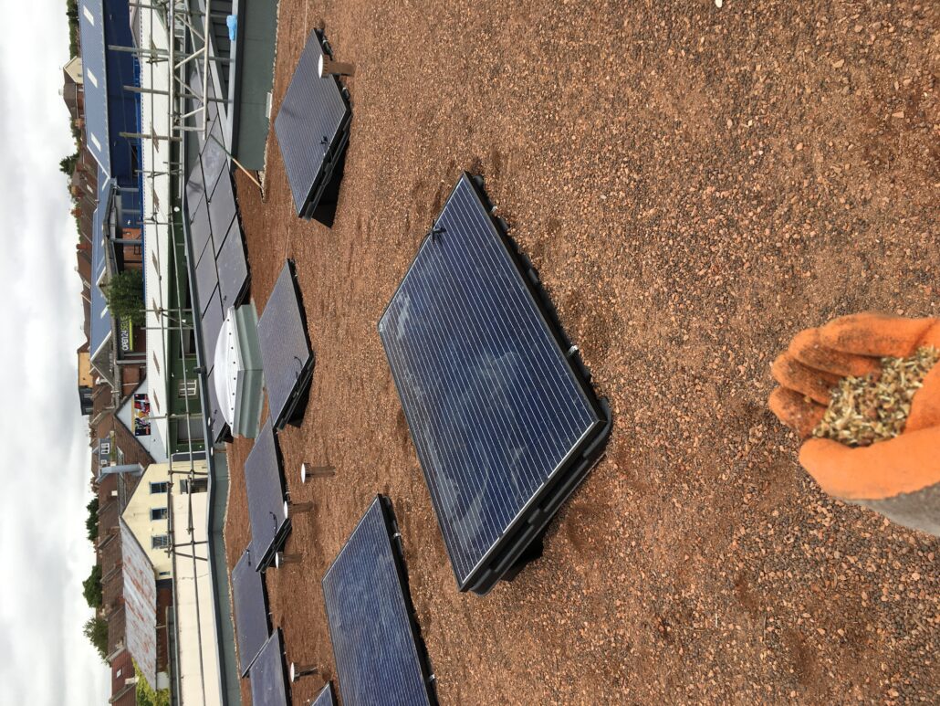 Biodiverse extensive green roof in Bristol - The Urban Greening Company