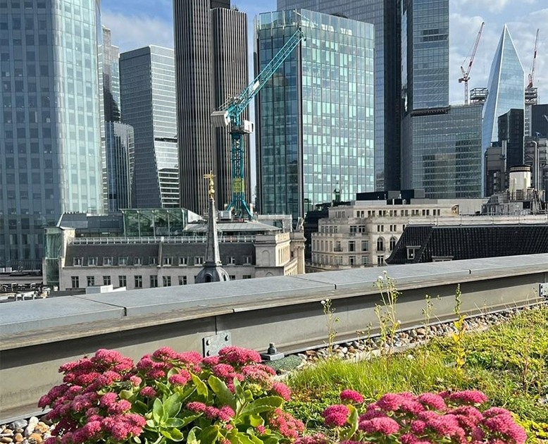 Green Roofs in the City of London - The Urban Greening Company