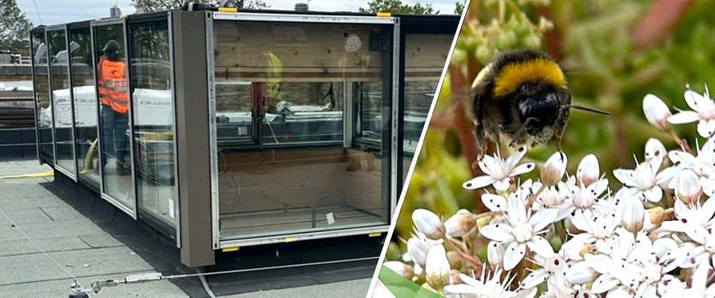 Bees Head Back to School - The Urban Greening Company