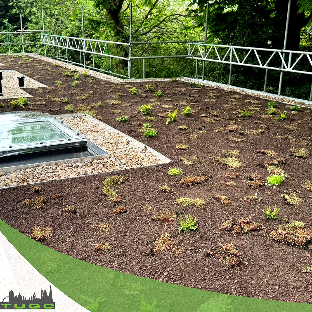 High Planting in Highgate - The Urban Greening Company